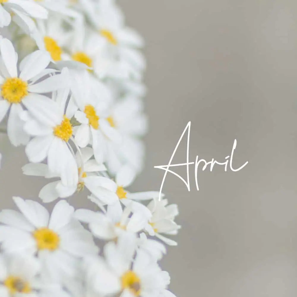 April Birth Flower – Meaning & Care Tips | Fig & Bloom