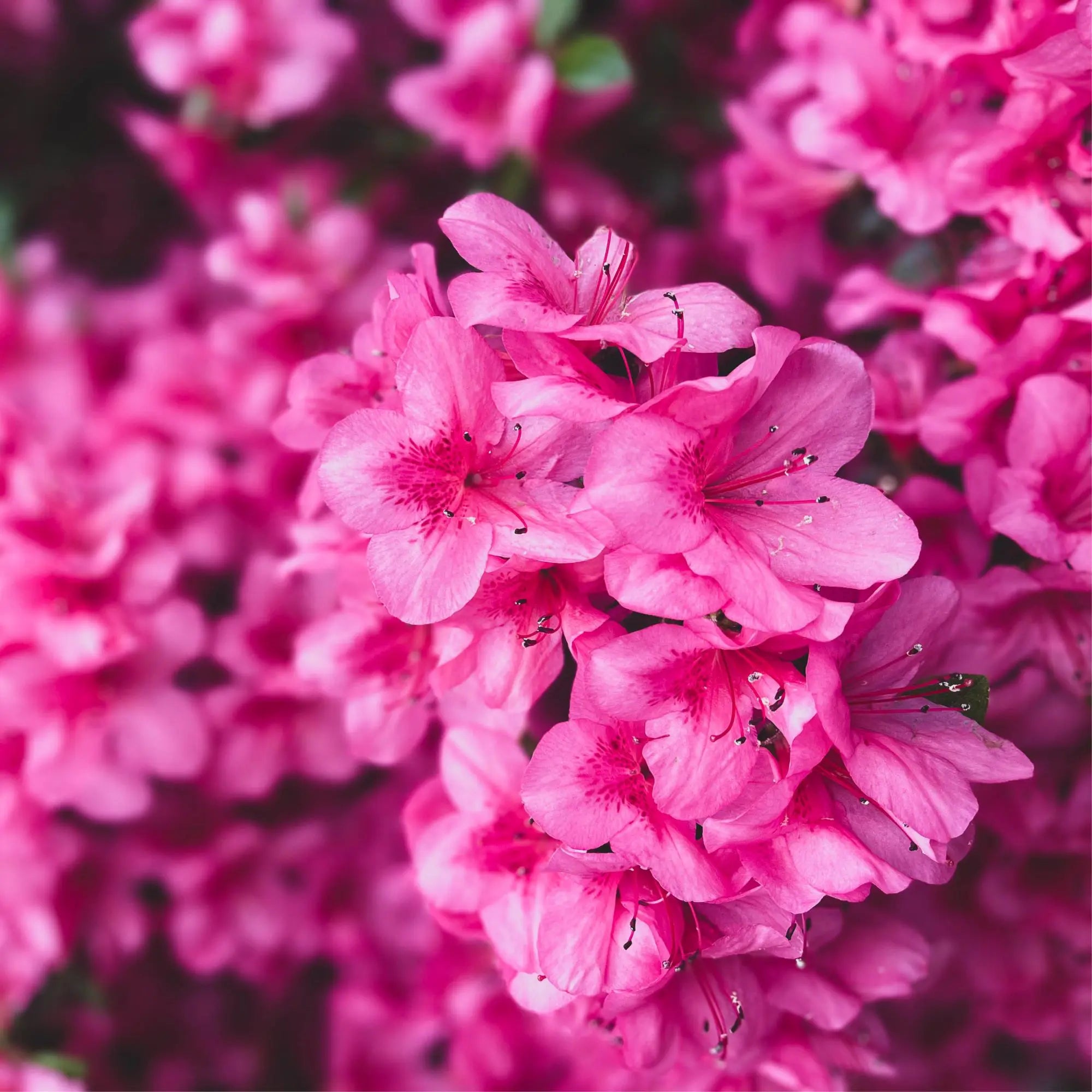 Our flower trend predictions for 2023 – Fig & Bloom