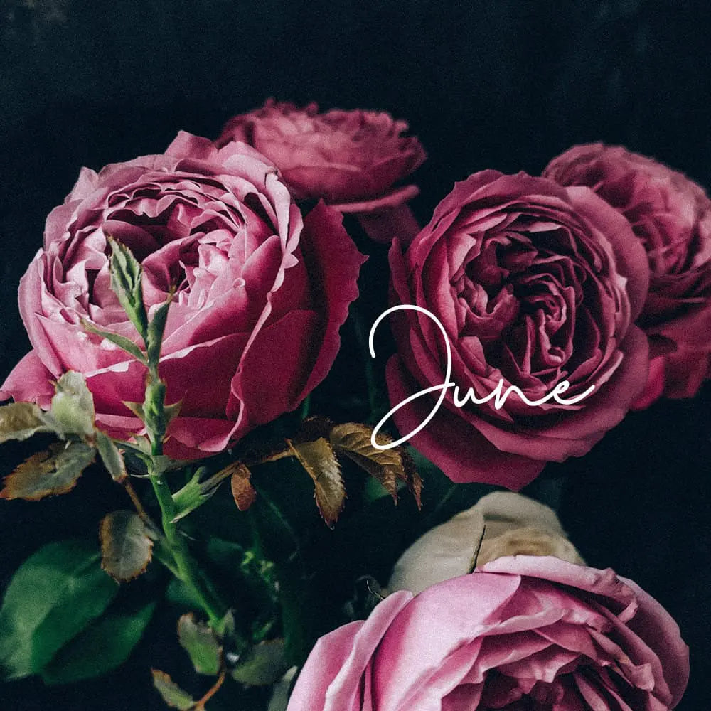 June Birth Flower: What is the Birth Flower for June? – Fig & Bloom