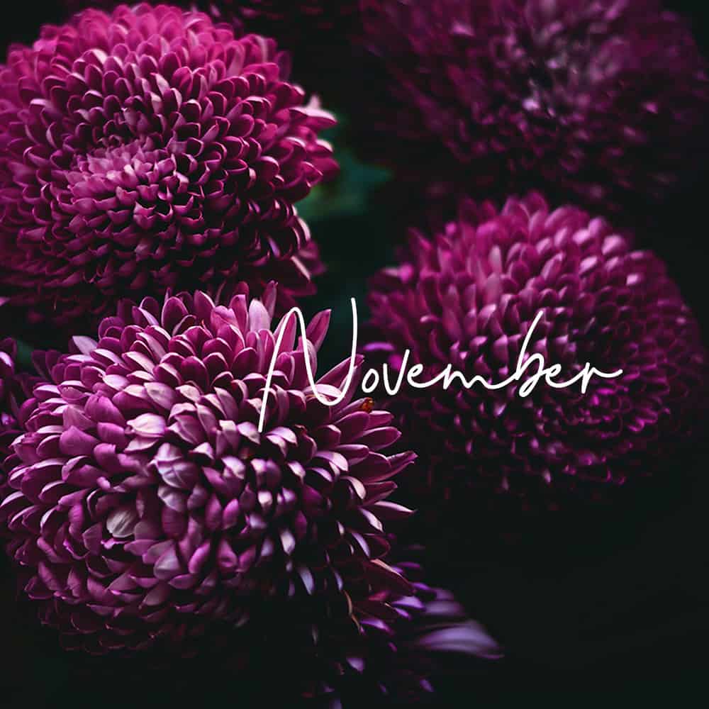 November Birth Flower Images