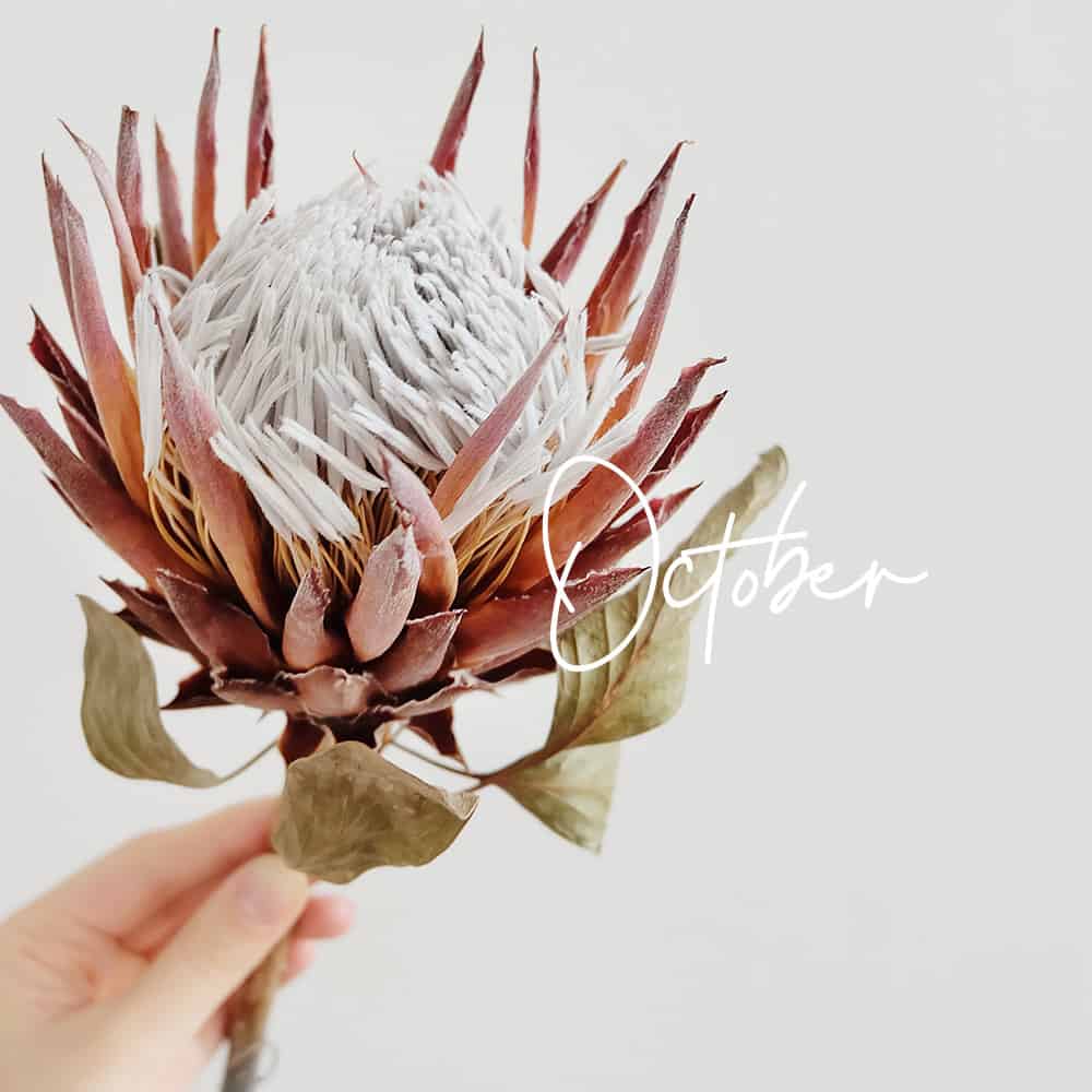 October Birth Flower Meaning & Symbolism | Fig & Bloom