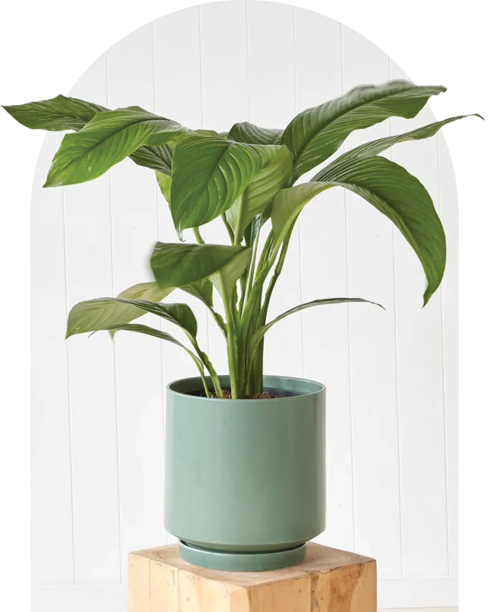 Flowers Delivery Australia - Online Florist | Flowers, Plants & Gifts ...