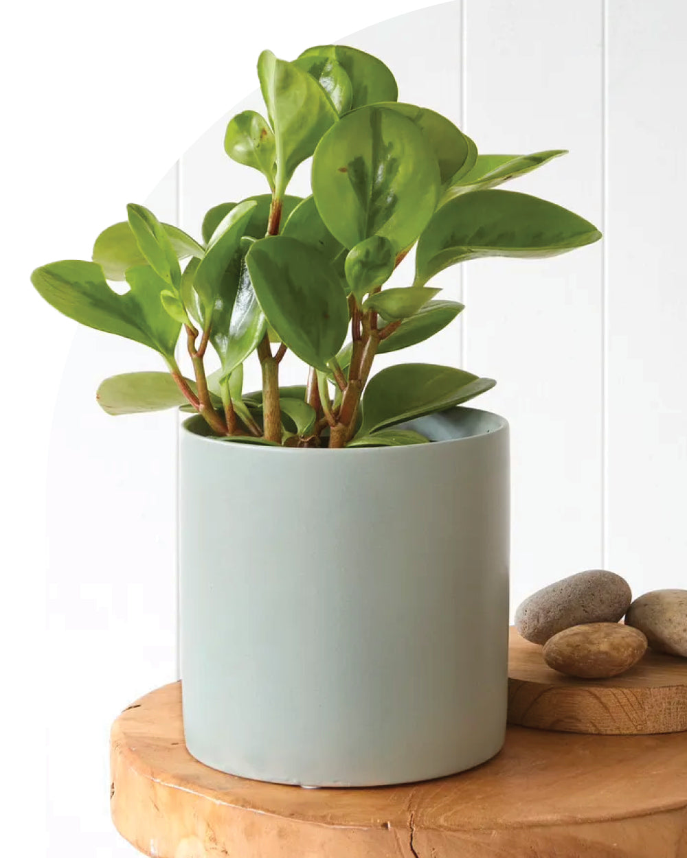 Flowers Delivery Australia - Online Florist | Flowers, Plants & Gifts ...