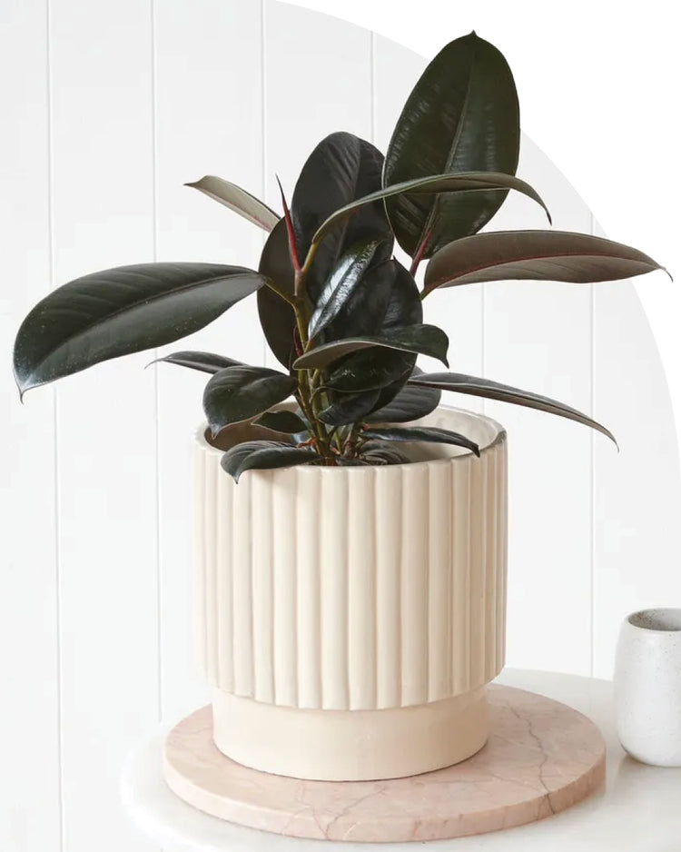 Flowers Delivery Sydney & Florist Sydney | Fig & Bloom